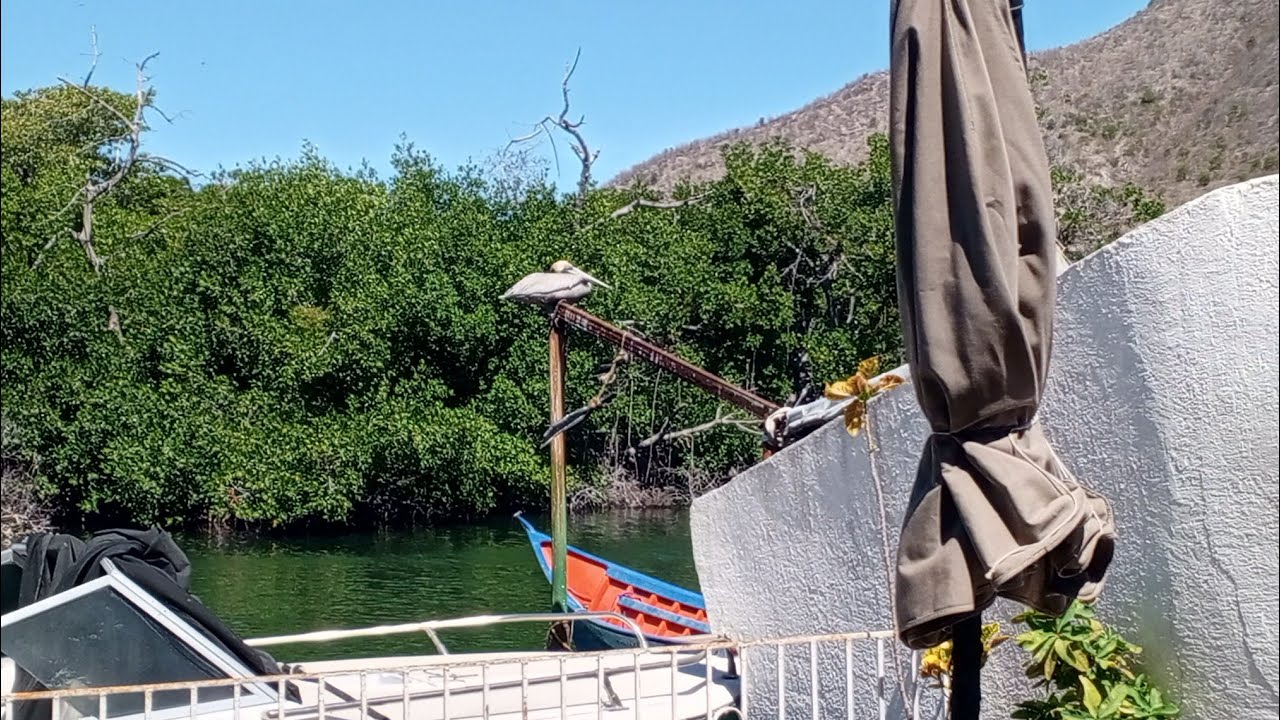 Neiber hogar está en vivo - YouTube