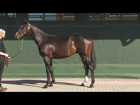 Lot 57 - Br.C. New Approach (IRE) x Praia - YouTube
