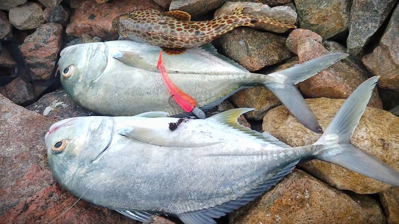 Best Fishing GT Fish of the Month|Trevally fishing from a jetty|🥰இந்த ...