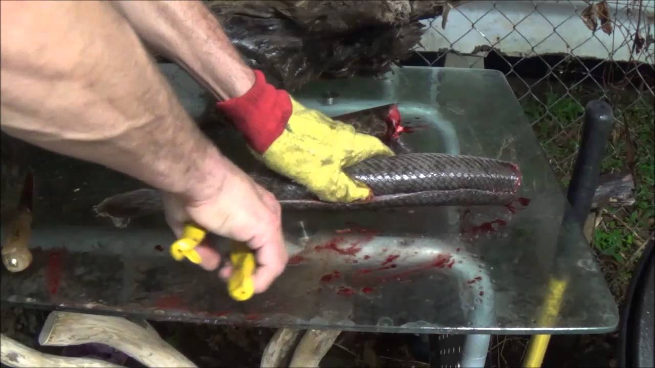 GAR FISH. Catching, Cleaning and Cooking. This is how its done! - YouTube