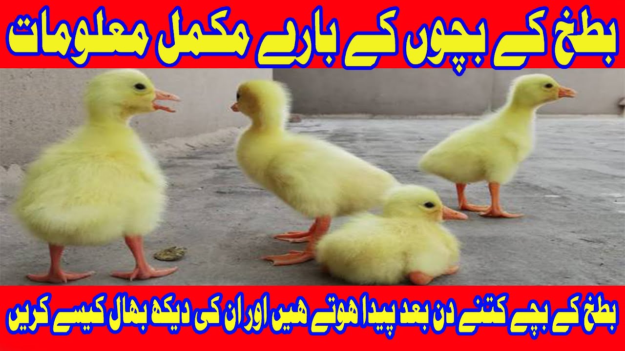 Duck Chicks & Ducks information | Duck farming in Pakistan | Duck ...