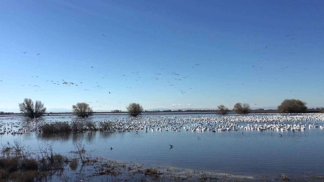 Ross' and Snow Geese at Merced refuge - YouTube