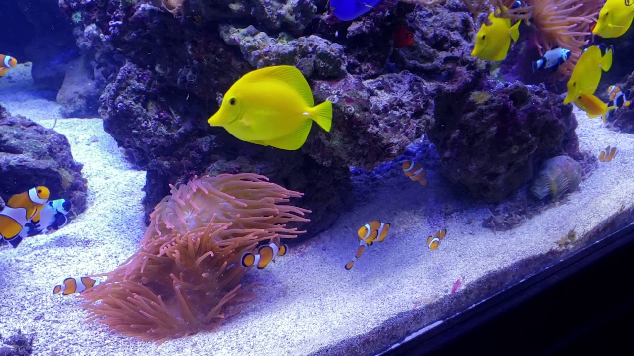 600 gallon reef tank. 8x4x32 150 clown fish. - YouTube