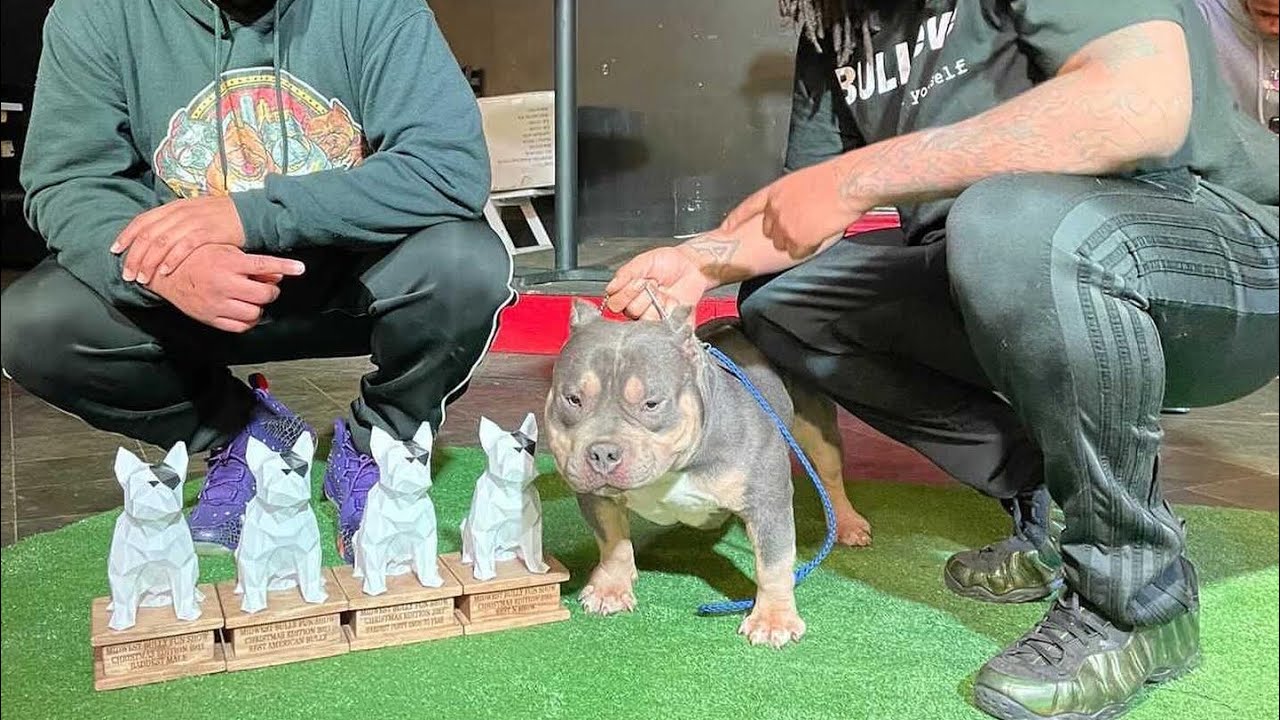 AMERICAN BULLY BULLIEVE WON 4 TROPHIES BEST IN SHOW - YouTube