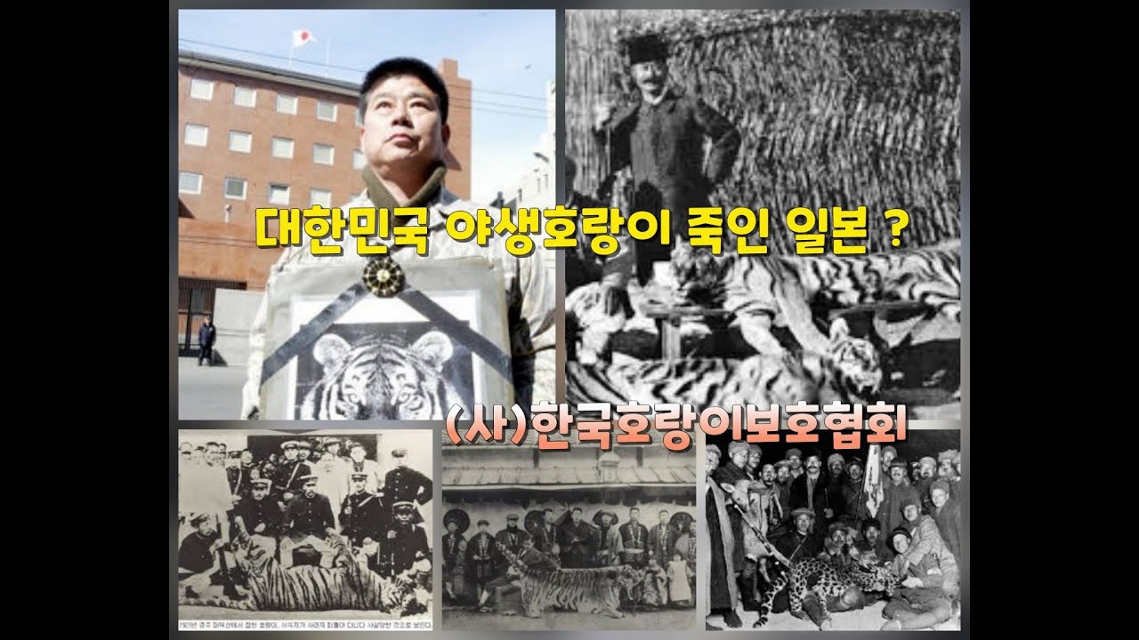 임순남 Tiger-Lim 대한민국 야생호랑이 죽인 일본? - YouTube