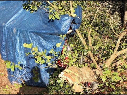 A TREE LIMB Fell on BOAT!! - YouTube