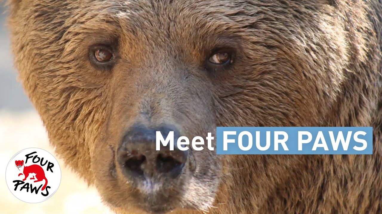 The Animal Charity Transforming Lives | FOUR PAWS Australia | [SUBS ...