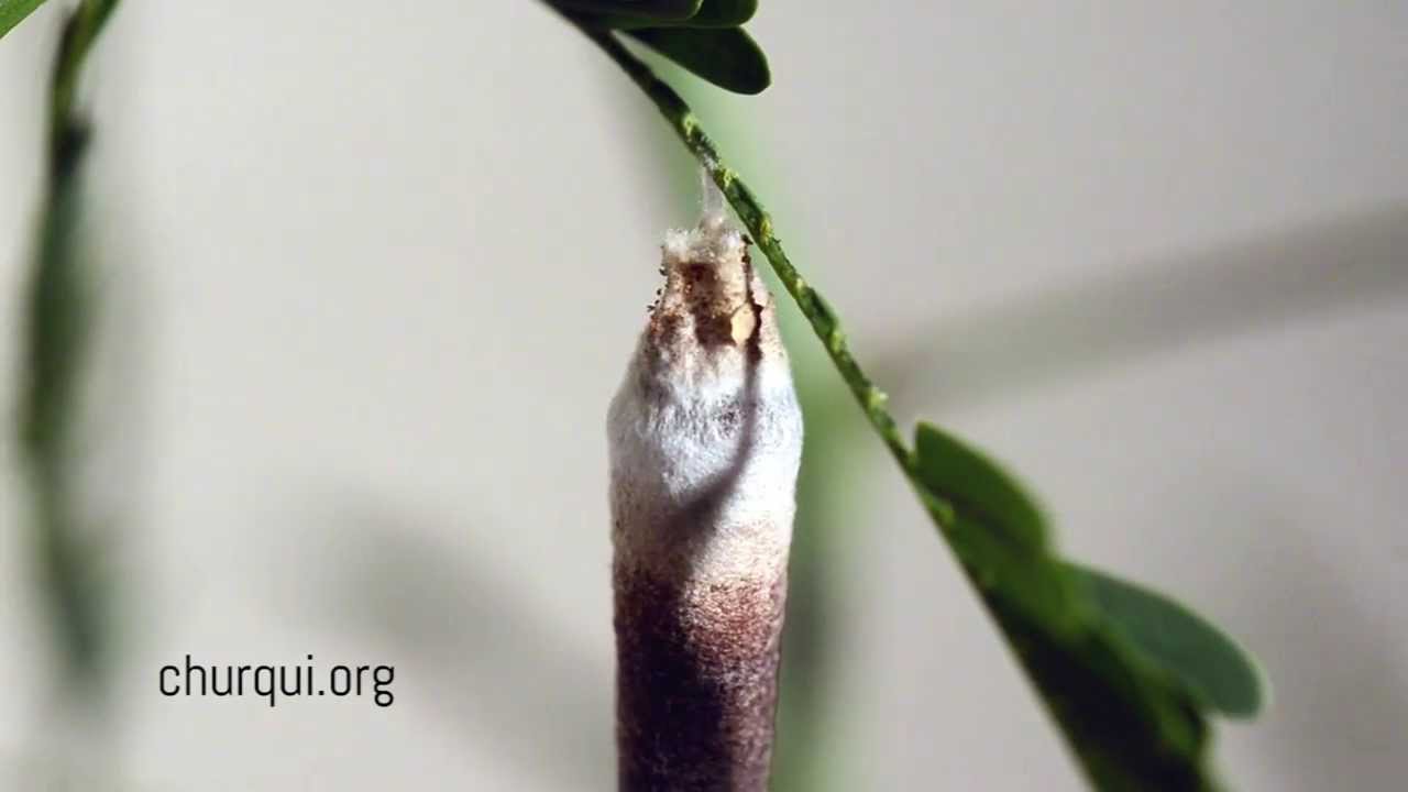 Bicho Canasto - YouTube