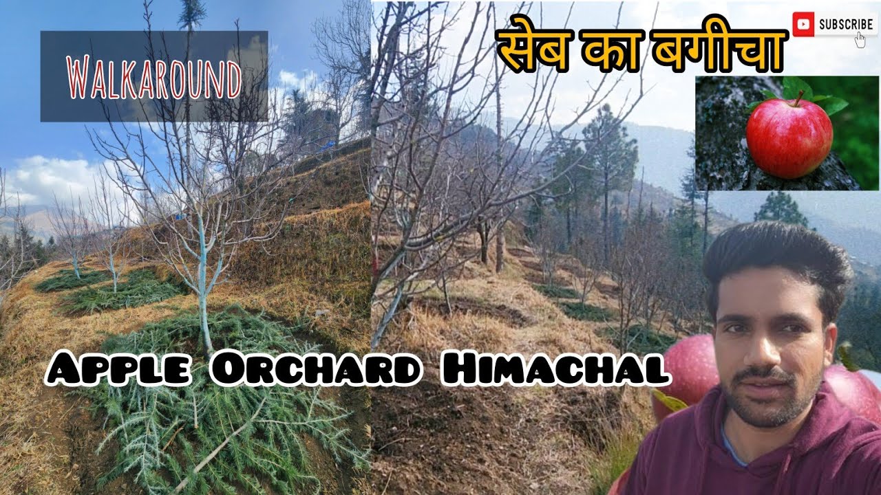 Apple Orchard in Himachal Pradesh |🍎 Apple Harvesting | Orchard Tour ...