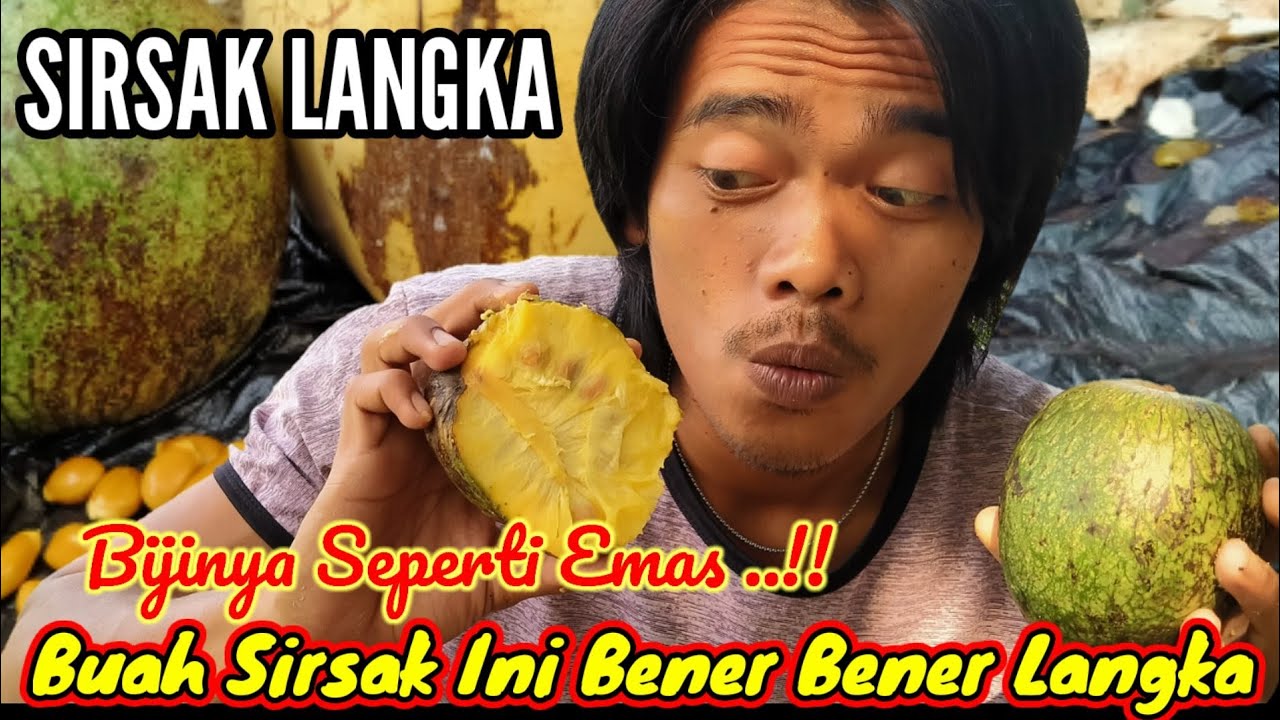 BUAH LANGKA SIRSAK GUNUNG/MANONA||Mukbang Buah Sirsak Gunung - YouTube