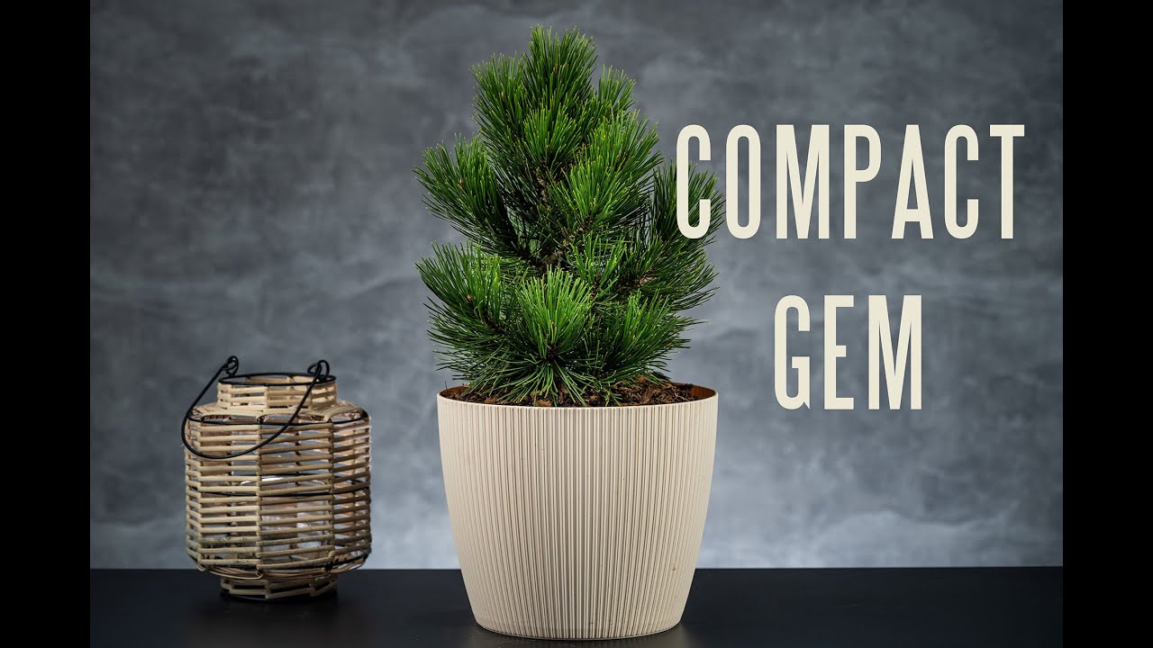 COMPACT GEM - sosna bośniacka (Pinus leucodermis 'Compact Gem') - opis ...