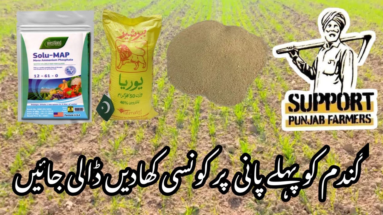 What are the best Fertilizer for wheat crop | How to grow wheat | wheat ...