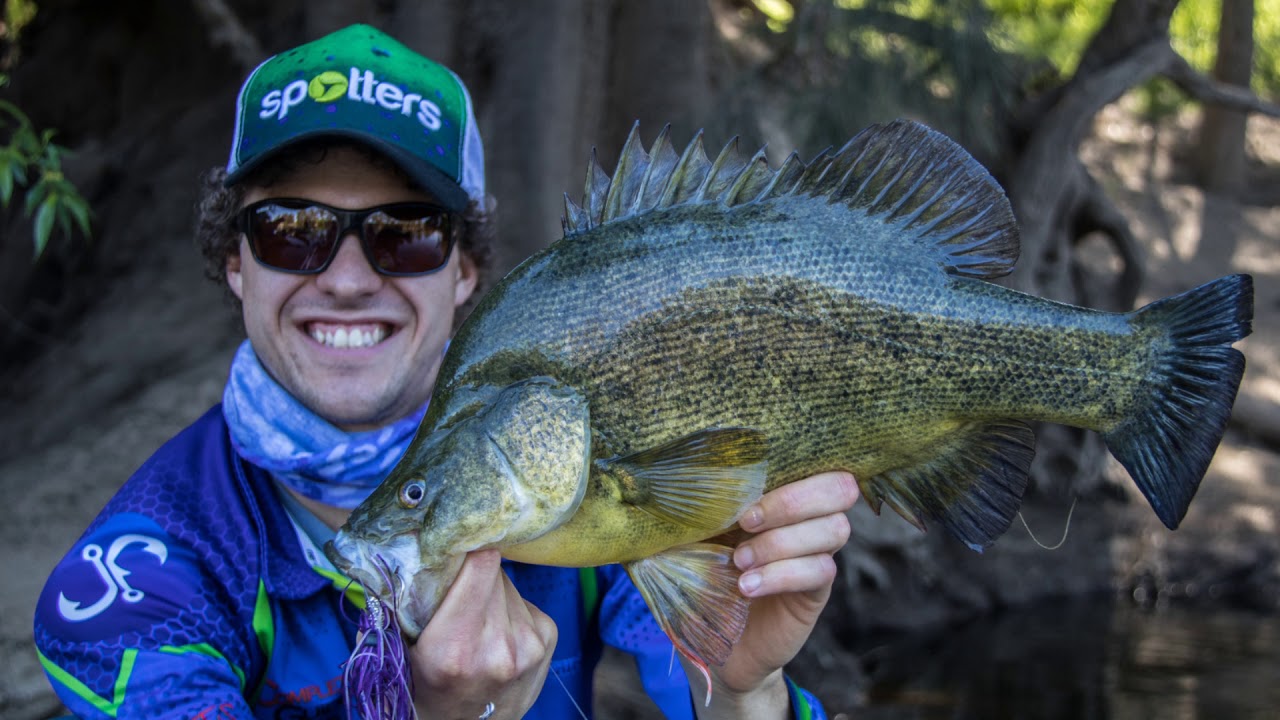 Golden Perch Hookup Casting Spinnerbaits - Social Fishing - YouTube