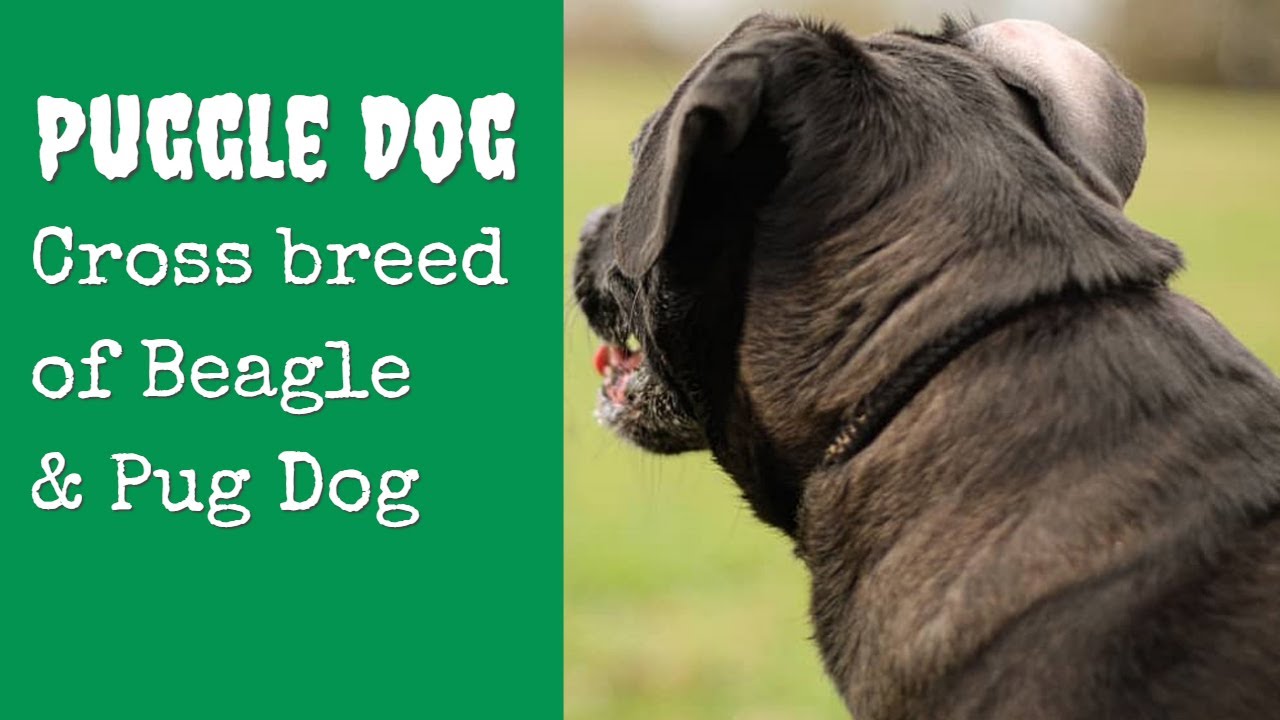 Everything You Need To Know About The Puggle - YouTube