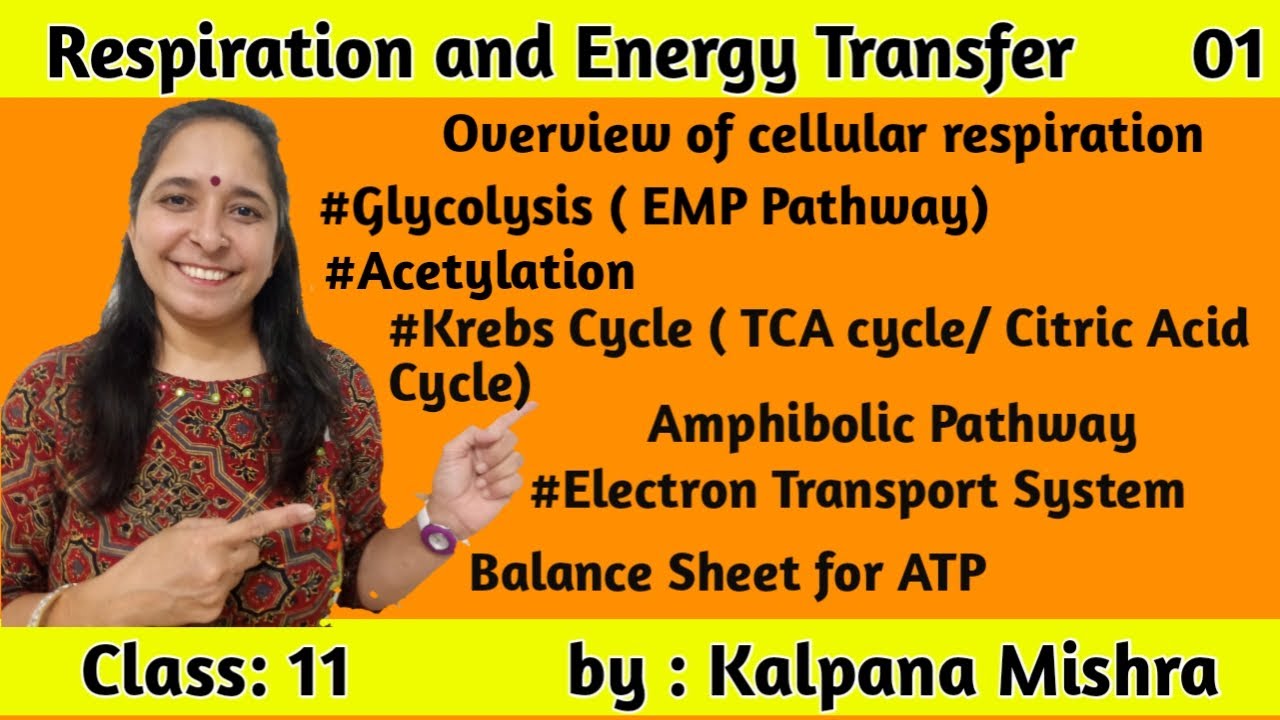 RESPIRATION AND ENERGY TRANSFER 01ll GLYCOLYSIS, ACETYLATION,TCA CYCLE ...