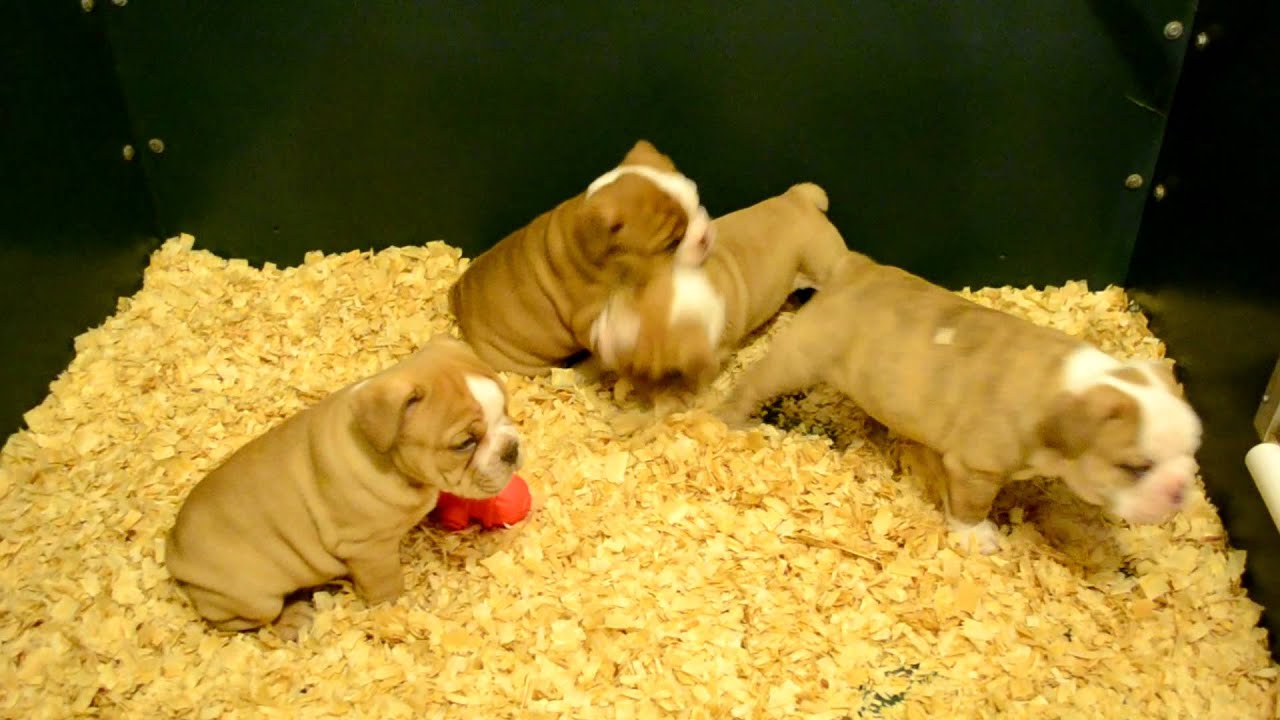 Anderson Olde English Bulldogges Puppies - YouTube