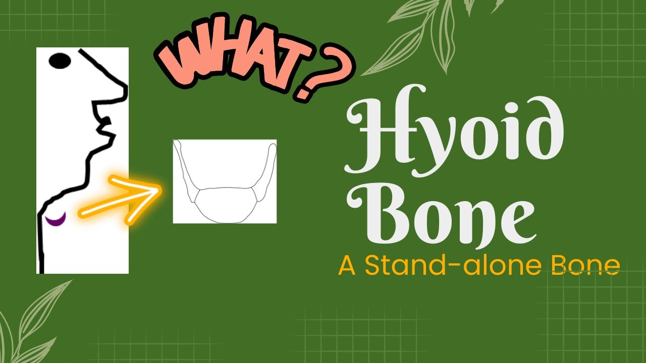 What is the Hyoid bone? - YouTube