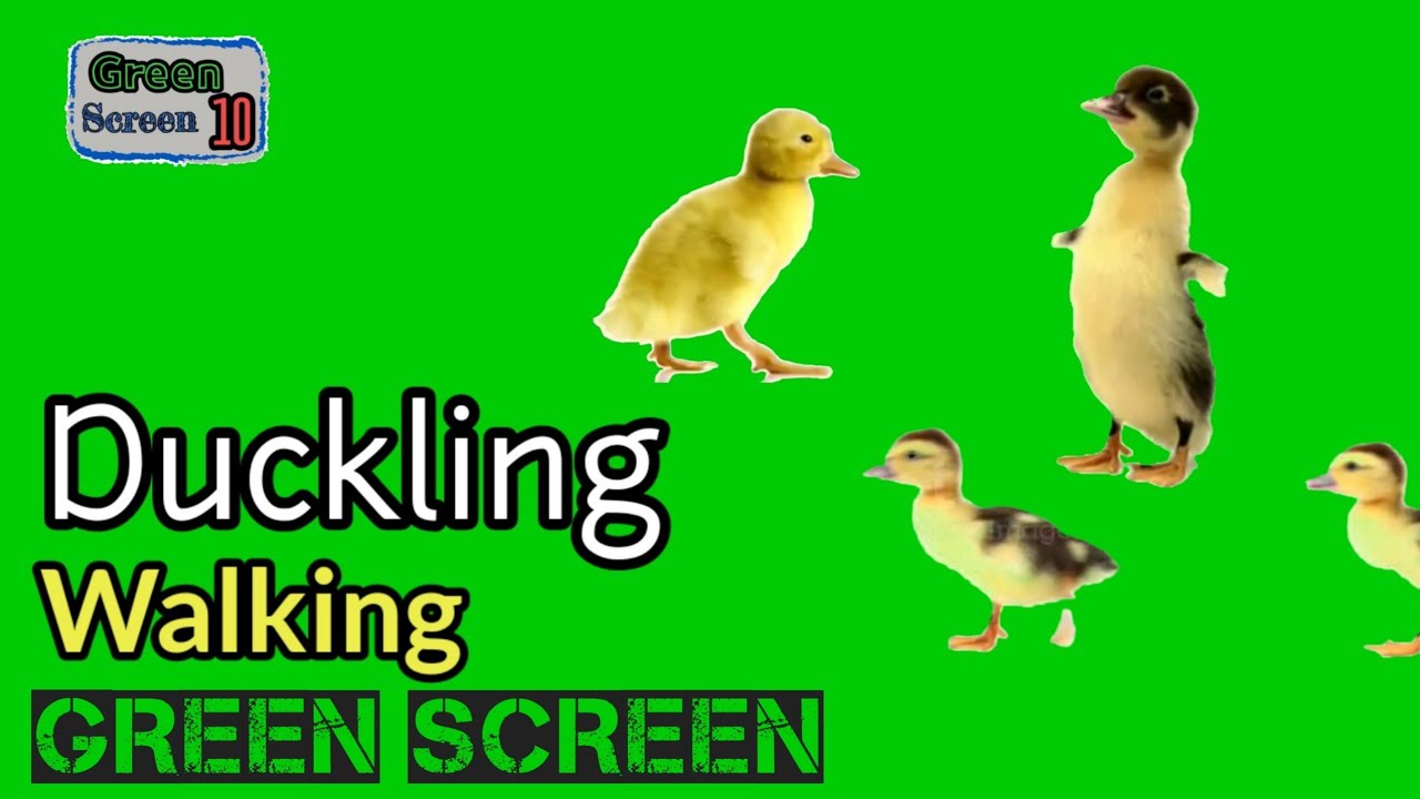 duck walking green screen anak bebek berjalan green screen - YouTube