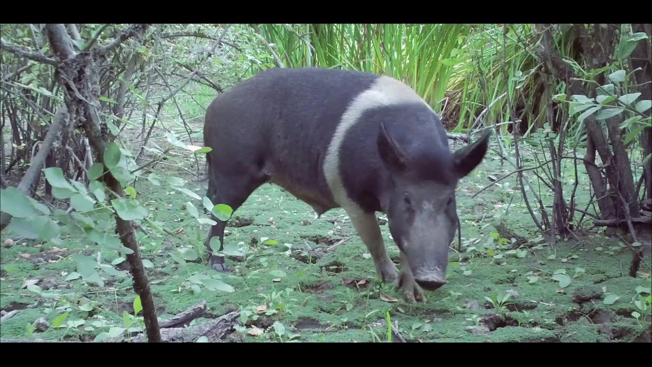 Rooting Pigs - YouTube