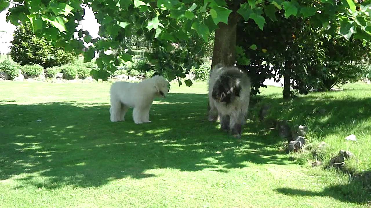Are South Russian Ovcharkas Good Guard Dogs