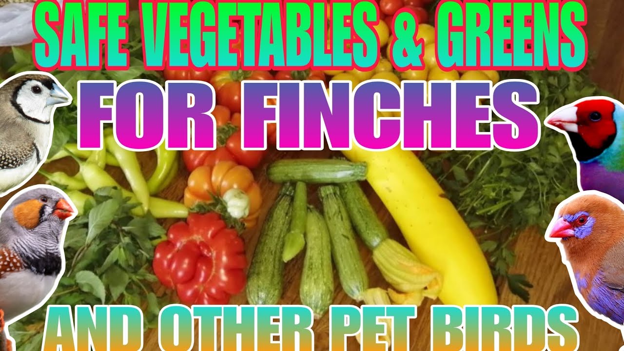 Safe Vegetables for pet birds to eat - YouTube