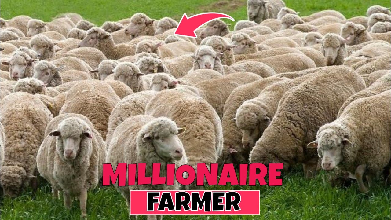 How Quickly His SHEEP Farm Multiply From 3 To 200 Sheeps | Management ...