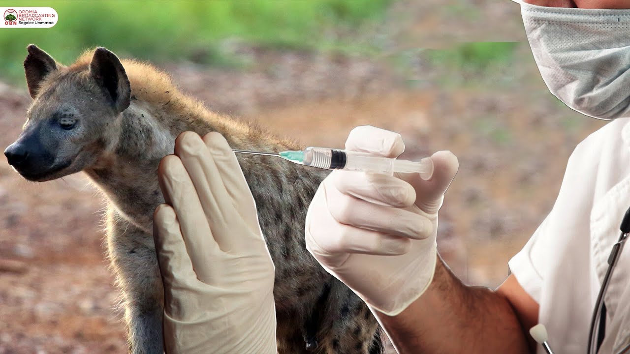 Waraabessa mana Yaalaa dhaqee hakimame - YouTube