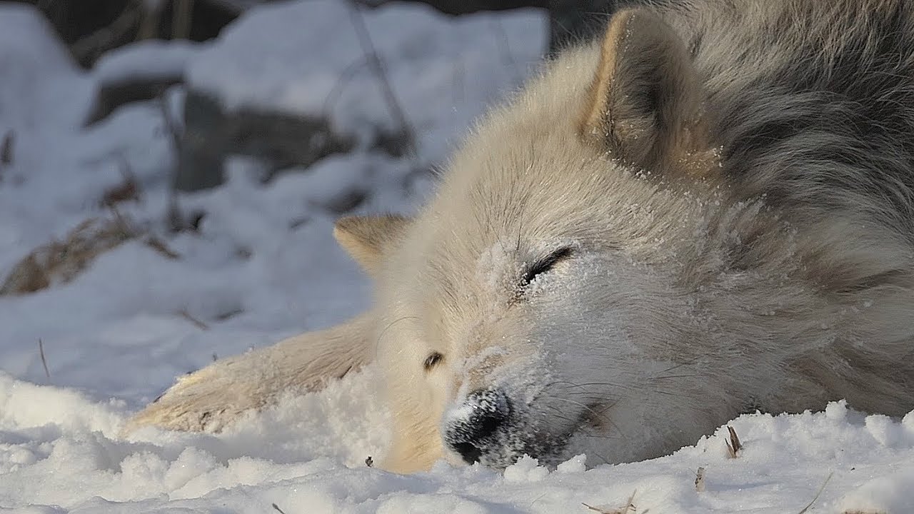 Alawa the Wolf Takes a Snow Bath - YouTube