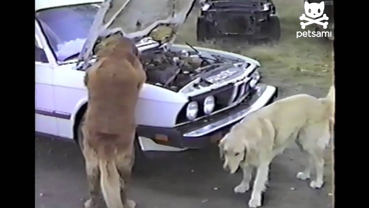 Mutt mechanic fixes car - YouTube