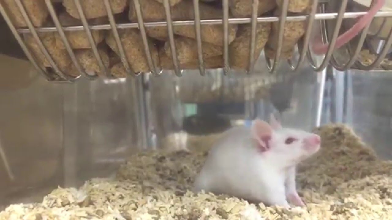 Mice stereotypy - Animal behavior - YouTube