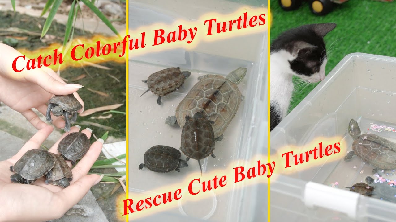 Great Catch Colorful Turtles and Rescue Cute Baby Turtles - YouTube