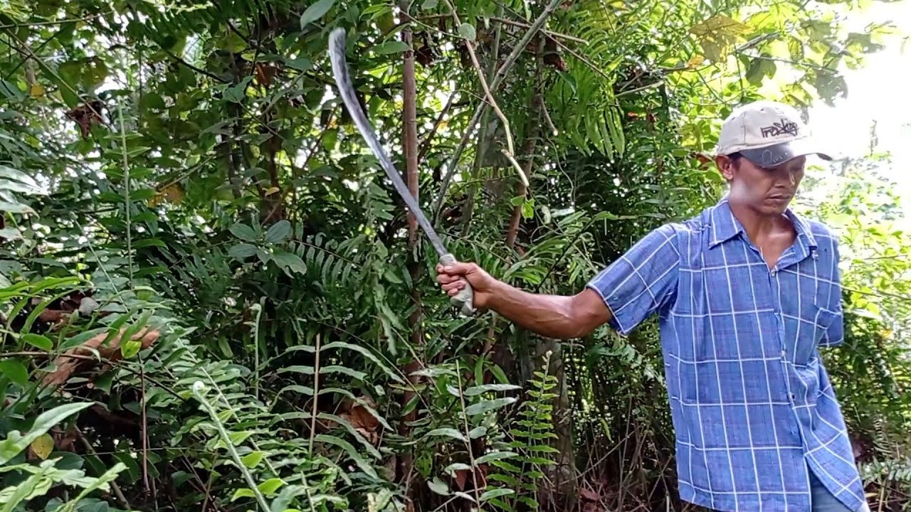 LAMA TIDAK MENEBAS RUMPUT, KEBUN SAWIT JADI RIMBA TEBALNYA RUMPUT PAKIS ...