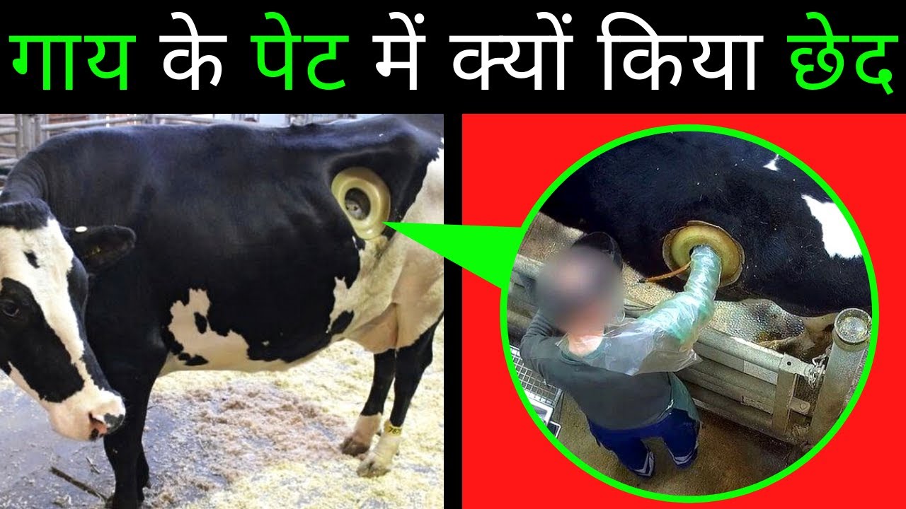 Why These Cows Have Holes Drilled into Their Sides🧐 & various Random ...
