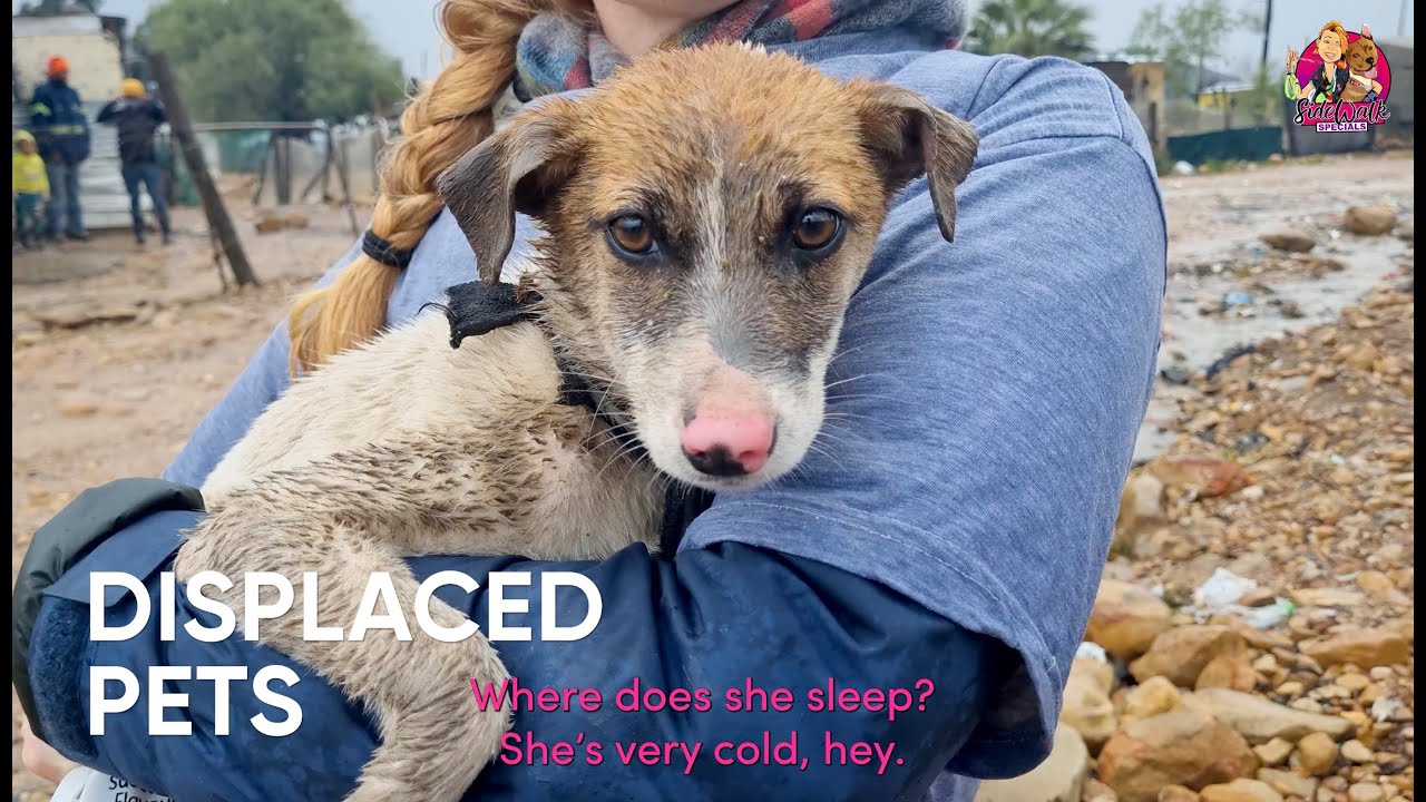 Can You Sponsor a Township Dog's Kennel This Winter? - YouTube