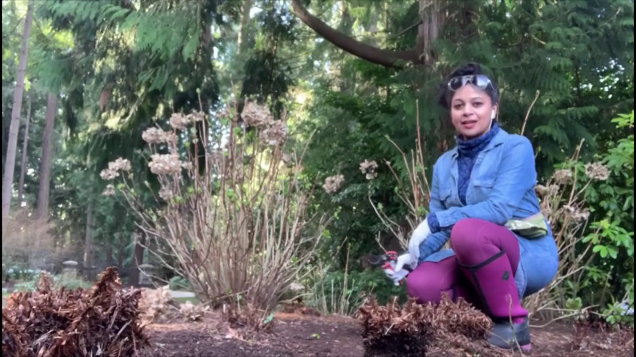 Pruning big leaf Hydrangeas - YouTube