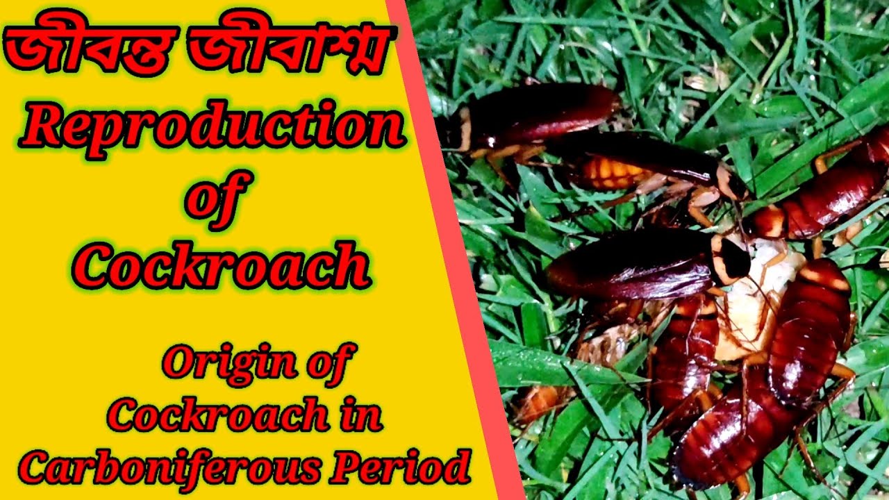 Reproduction of Cockroach, origin of cockroach,feeding, Ootheca, Living ...