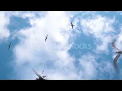 ARCTIC TERN KRIA BIRDS SWOOPING AND ATTACKING CAMERA ICELAND N1XI290J ...