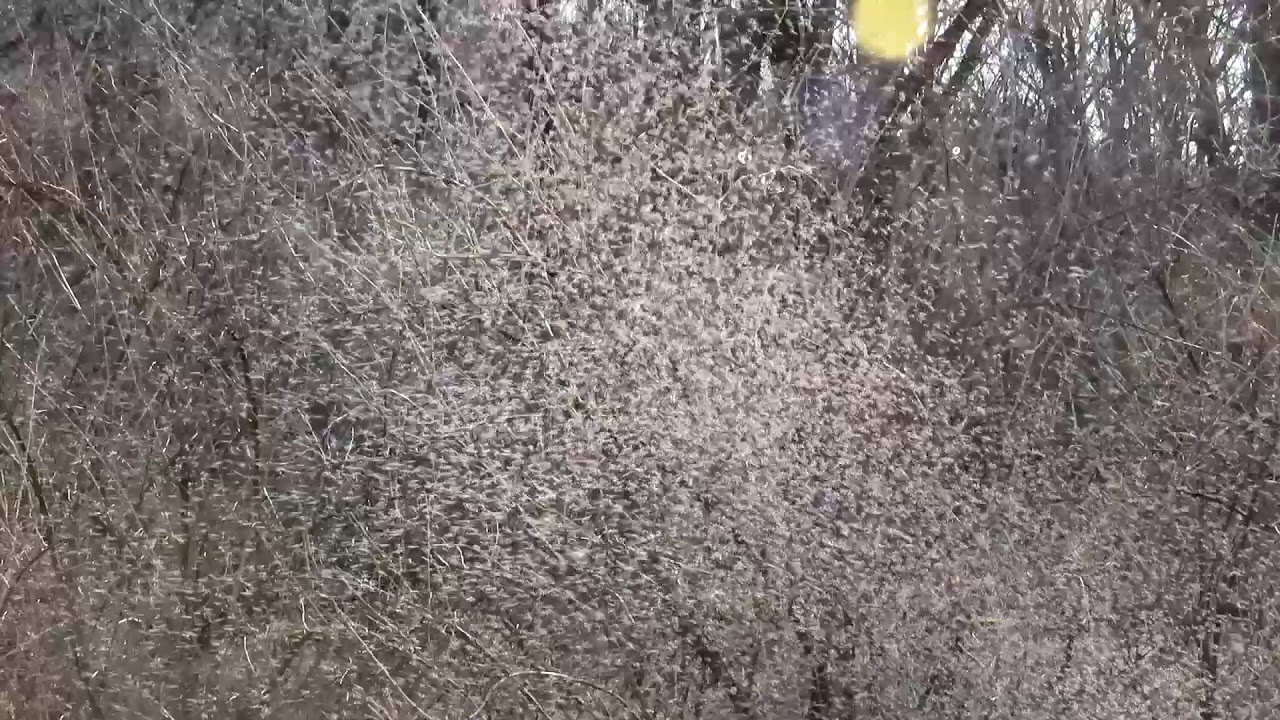 Spring insect swarm 1 of 2 - YouTube