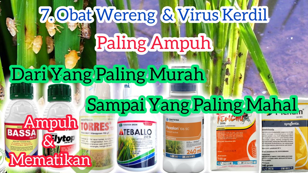 7 Obat Hama Wereng & Virus Kerdil Paling Ampuh Untuk Padi,!Dari Yang ...