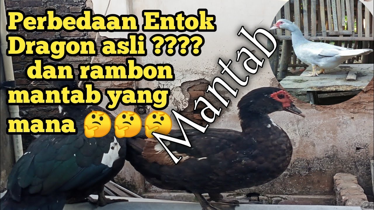 perbedaan entok rambon dan dragon ||kandang entok klaten - YouTube