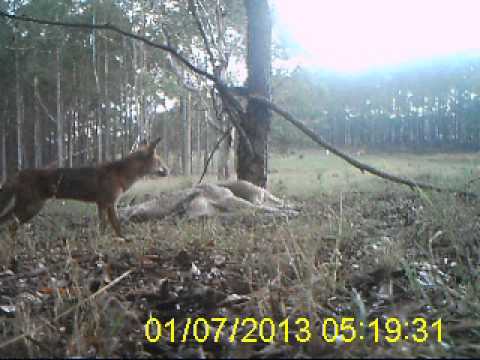 Trail Camera - Fox - YouTube