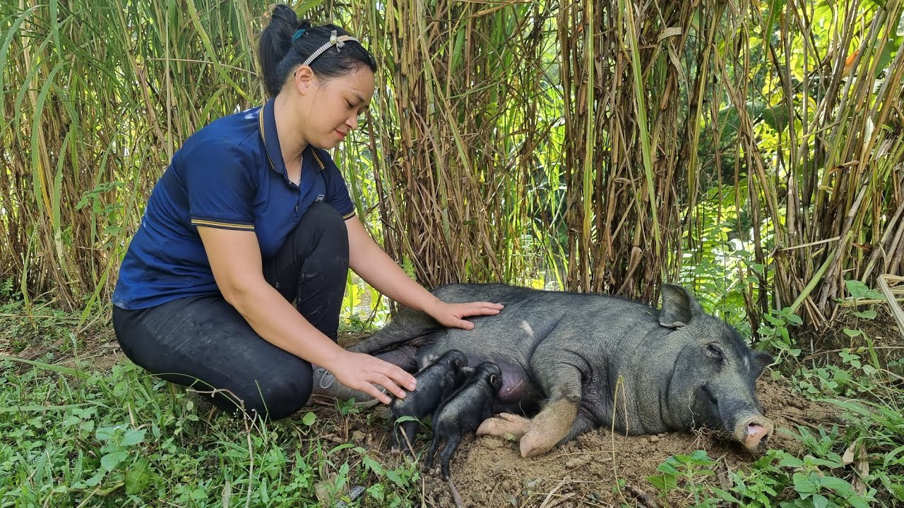 2 Little Pigs Born are so cute, a busy day with them | Lý Thị Ca - YouTube