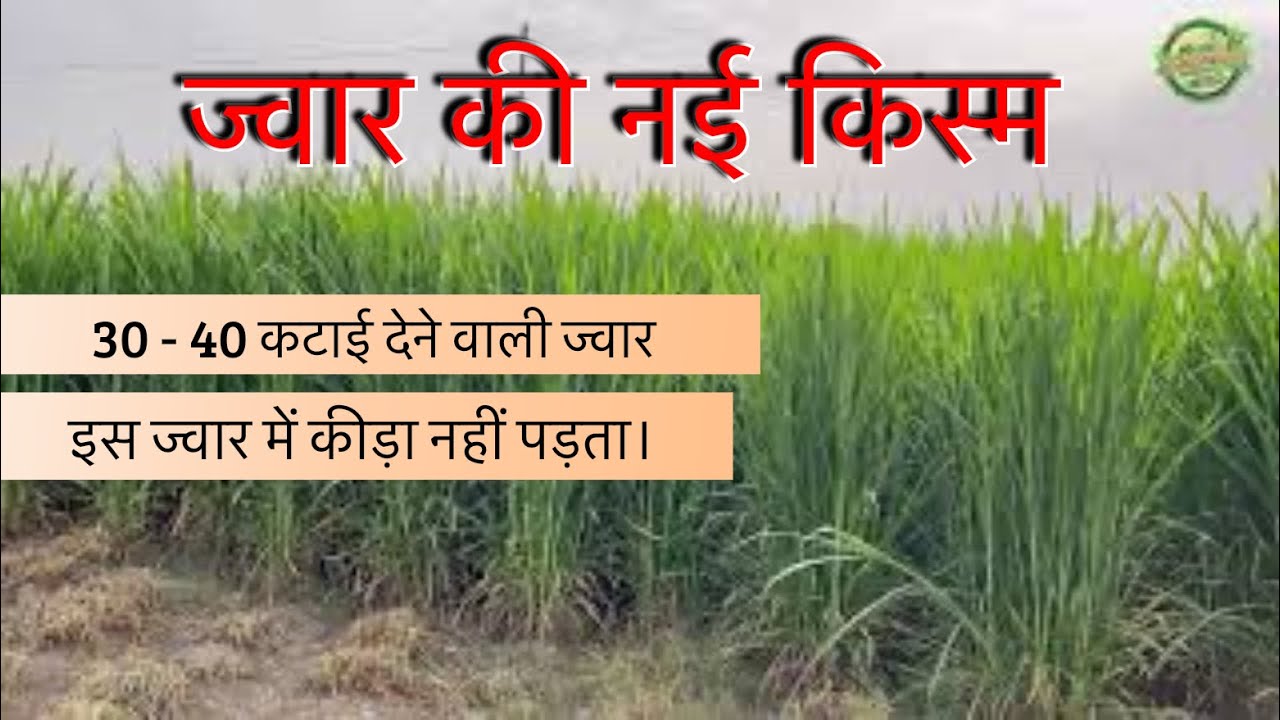 ज्वार की अनंत किस्म || Jwar ki annant kism || नई किस्म || New Variety ...