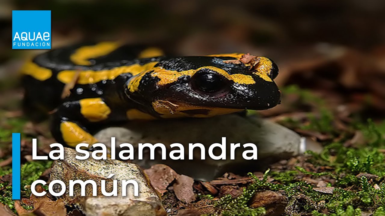La SALAMANDRA COMÚN, vistosa pero VENENOSA | ANFIBIO - YouTube