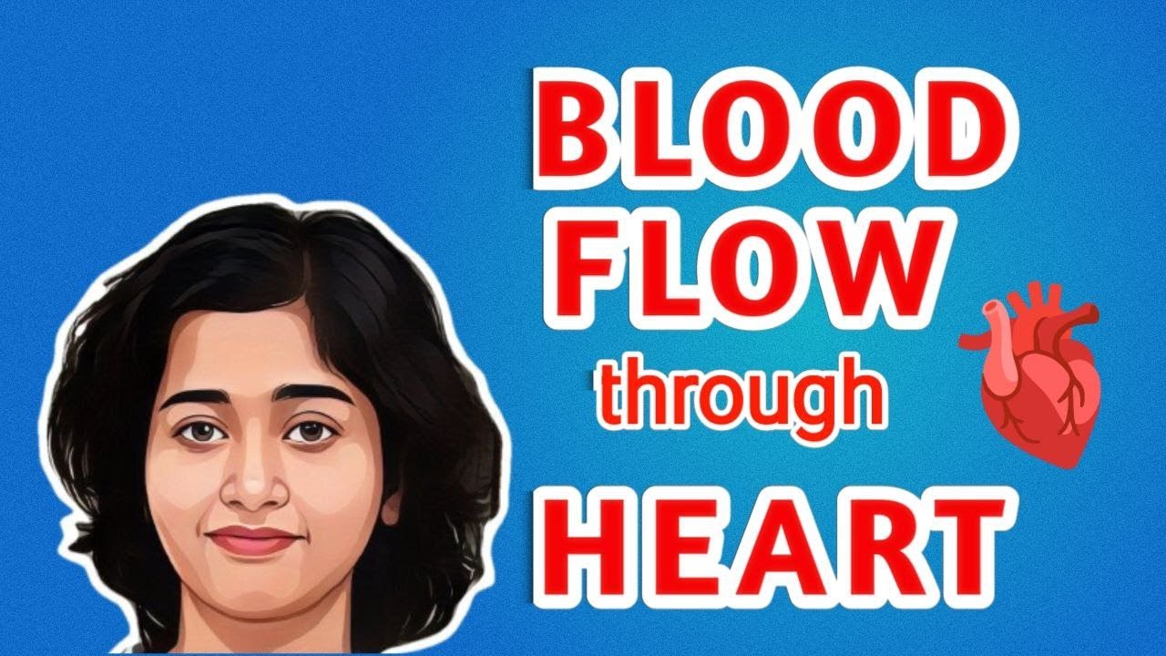 Heart Circulation 101: A Visual Guide to Blood Flow - YouTube