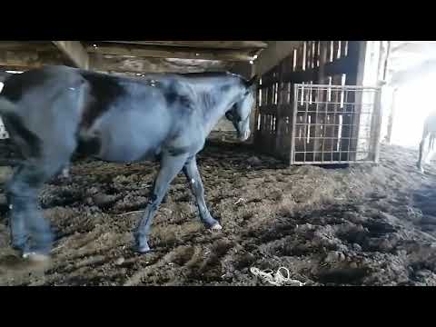Horse stallion 682
