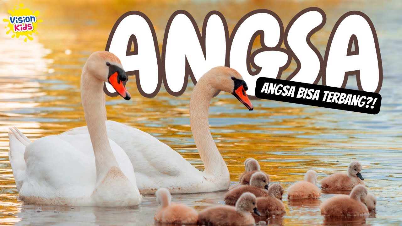 Angsa Bisa Terbang?! | Potong Bebek Angsa | Beragam Macam Angsa - YouTube