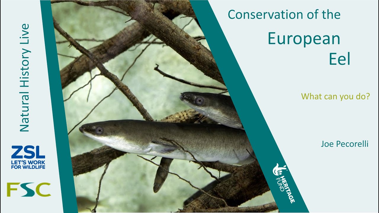 Conservation of the European Eel - What can you do? - YouTube