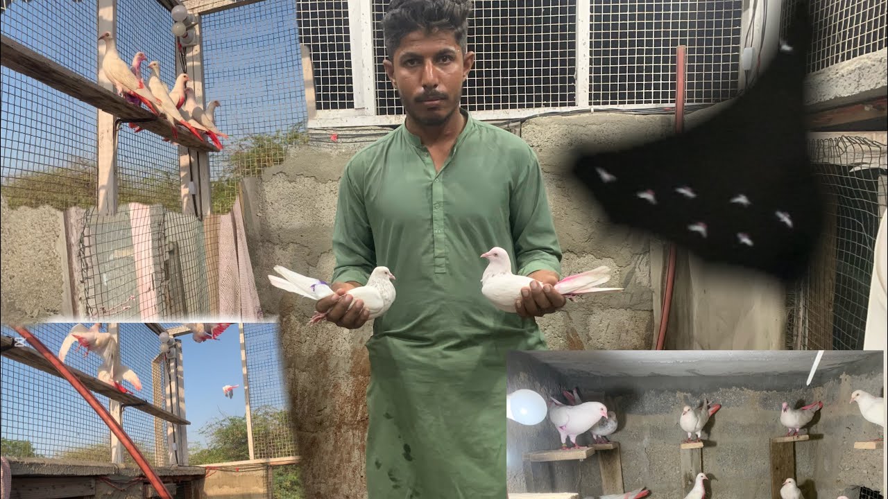 Suba 7 bage Rat 10 ; 00 bage bet ha 8 kapooter - YouTube