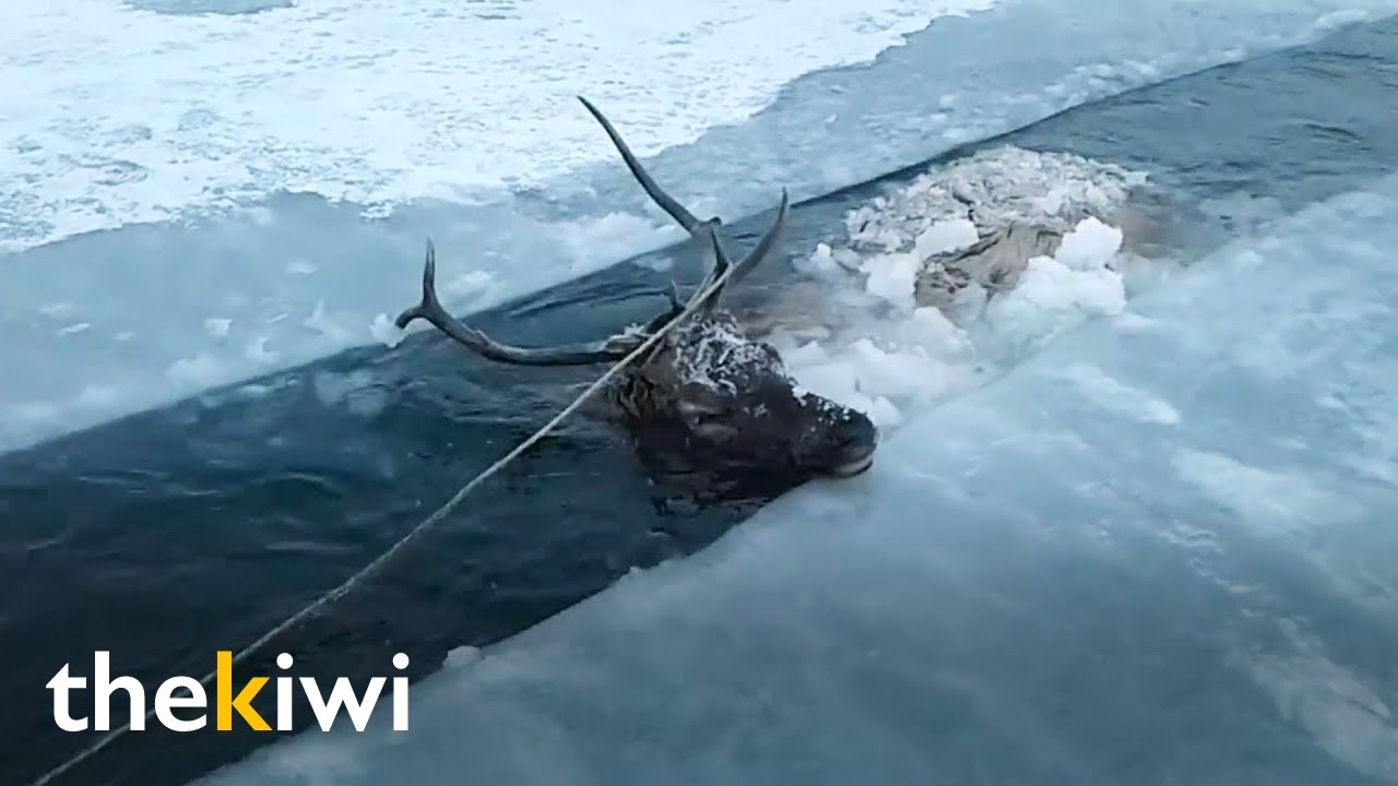 Frozen deer rescued from the ice - YouTube
